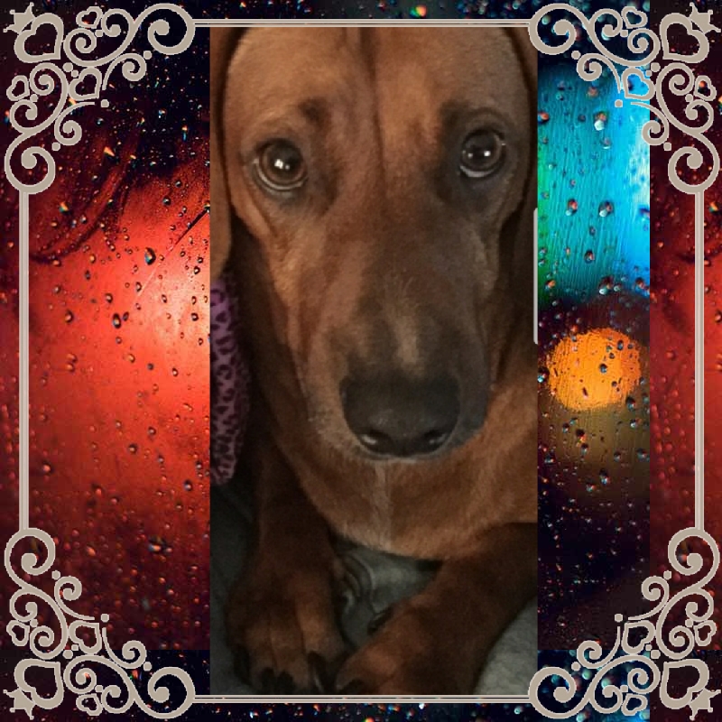 Santa Claus’s Cookie Paws – Original Poems And Short Stories